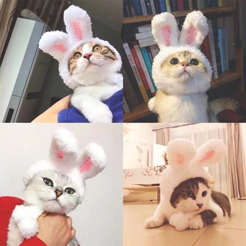 Cat Bunny Ears🔥 – splendiday
